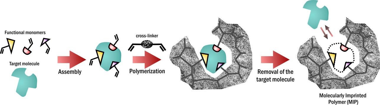 Laboratory of Biofunctional Materials